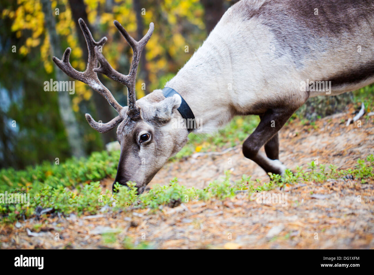 Reindeer eat plants which grow on forest ground Stock Photo - Alamy