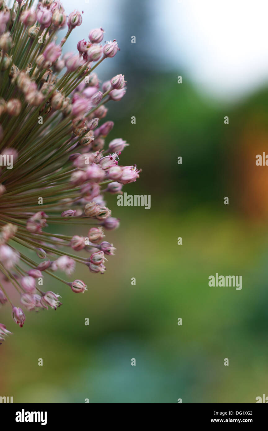 Half bloom flower hi-res stock photography and images - Alamy