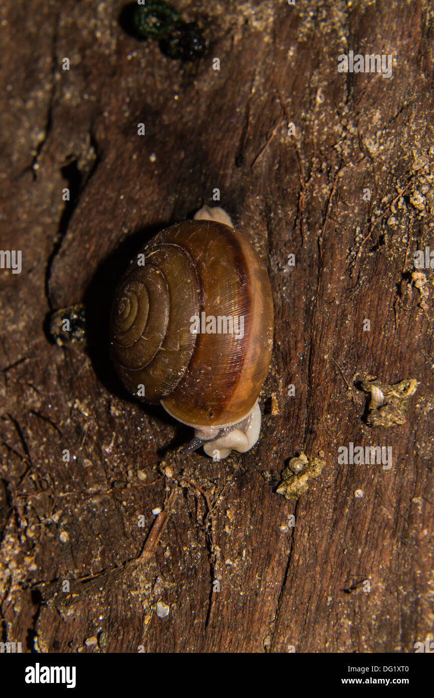 snails on Timber Stock Photo - Alamy