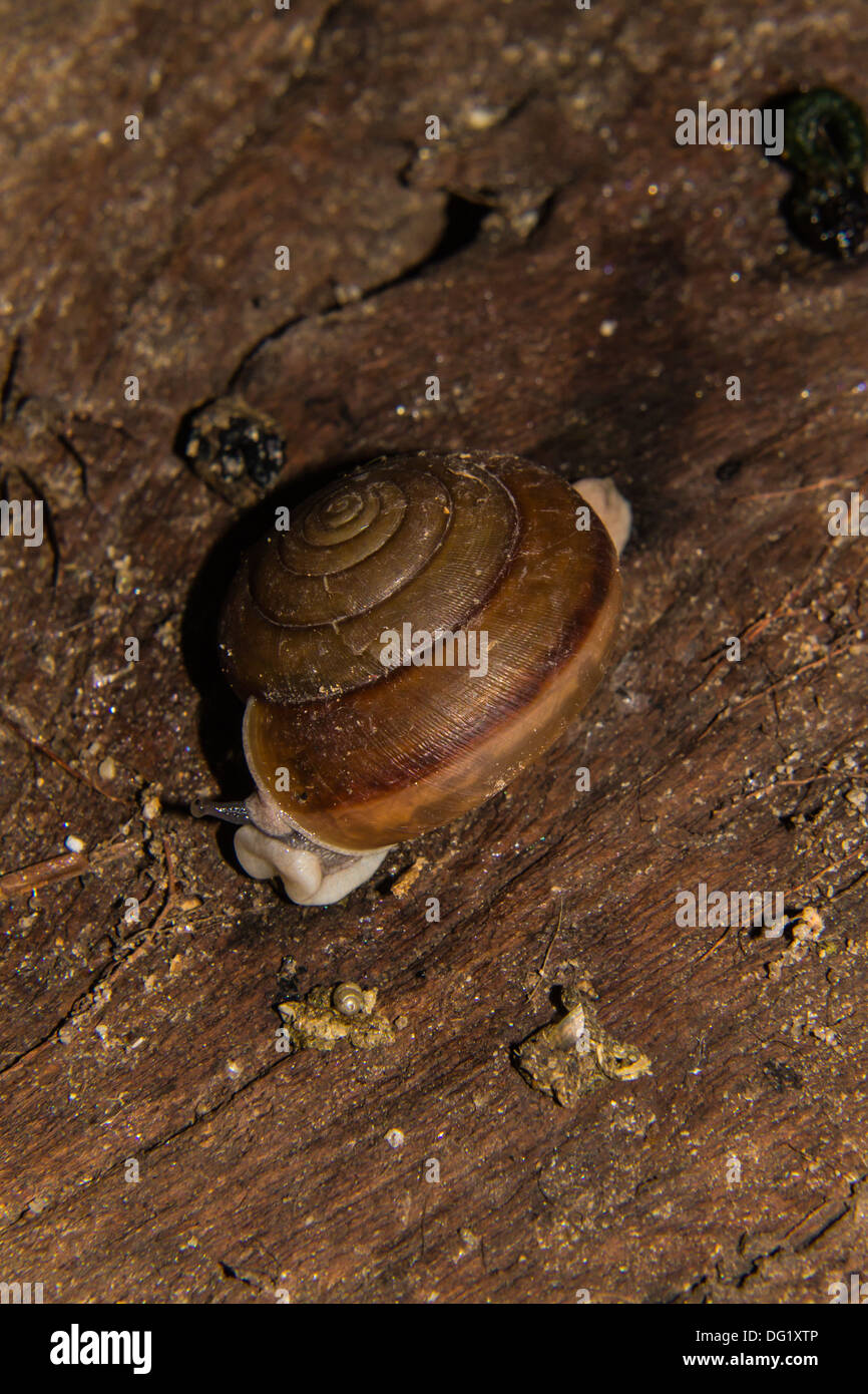 snails on Timber Stock Photo - Alamy