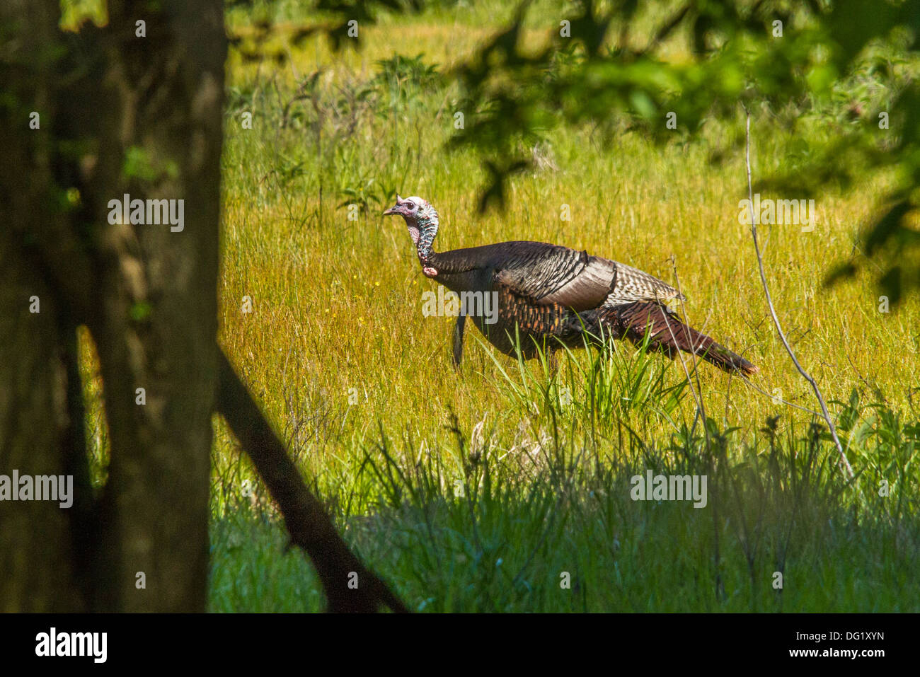 Gobbler in the sun Stock Photo - Alamy