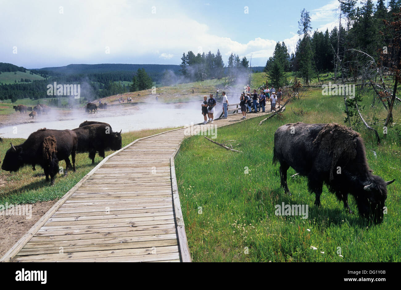Yellowstone bison hi-res stock photography and images - Alamy