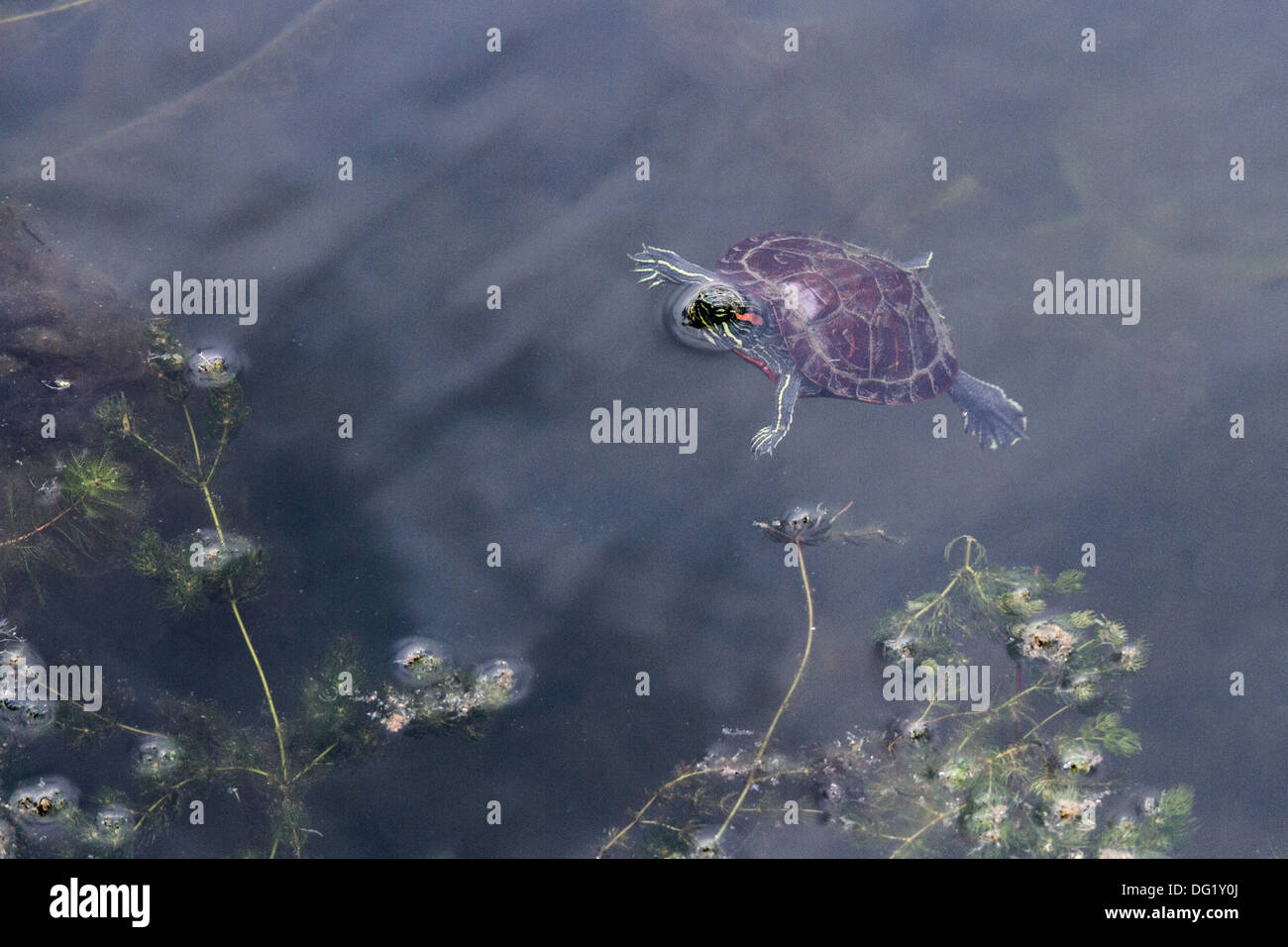 Turtle floating in a pond Stock Photo - Alamy