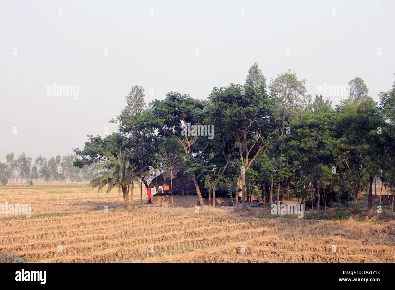 Rice field in West Bengal, India Stock Photo - Alamy