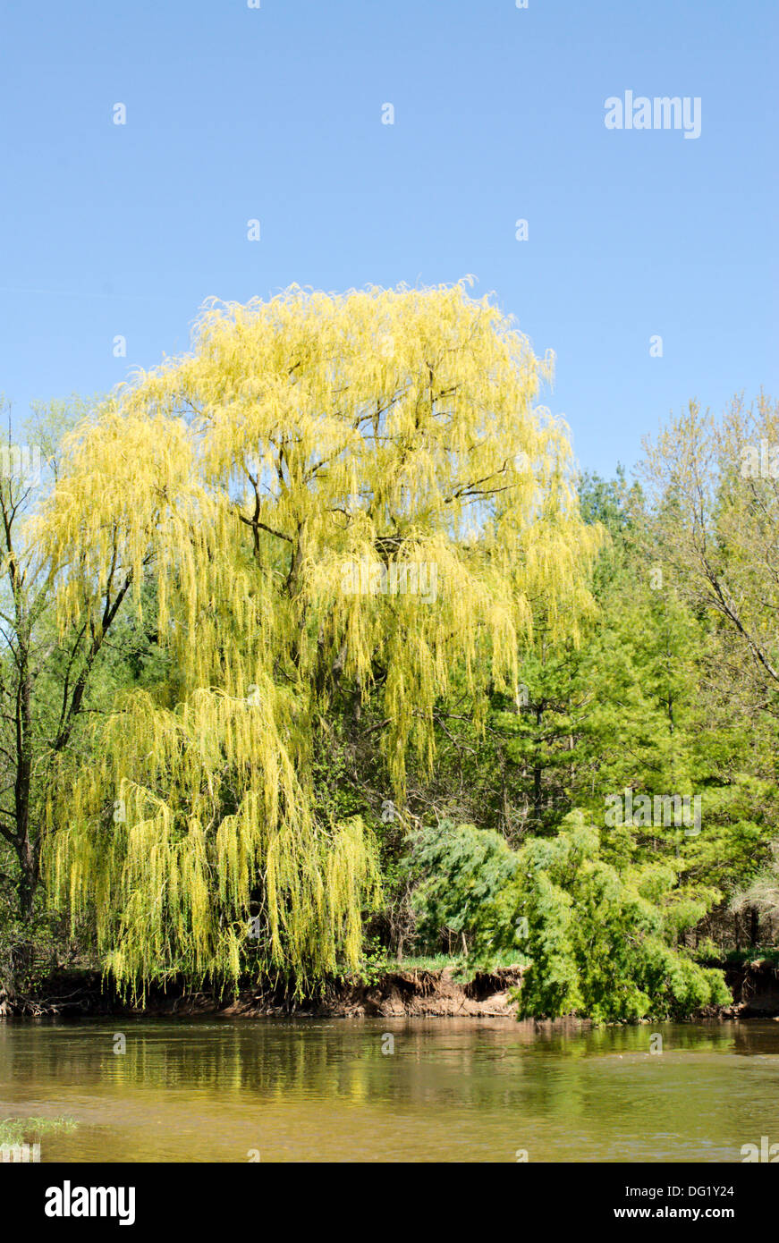 Large yellow weeping willow between clear blue sky and river Stock ...
