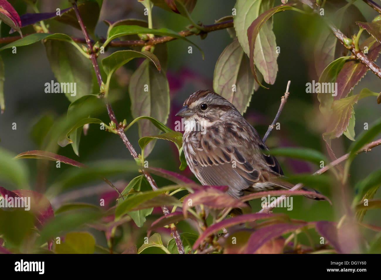 Tree sparrow fall hi-res stock photography and images - Alamy