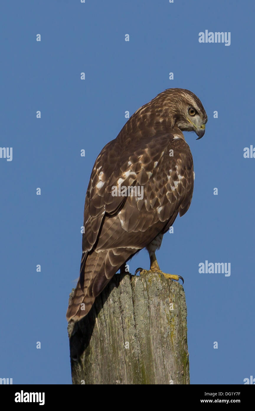 Red tailed hawk raptor hi-res stock photography and images - Alamy