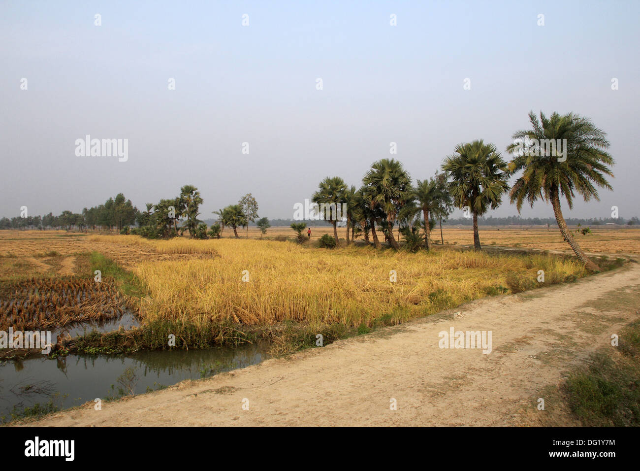 Rice field in West Bengal, India Stock Photo - Alamy