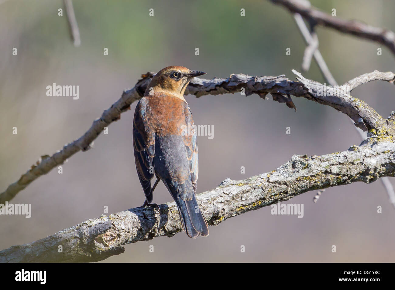 Blackbird migration hi-res stock photography and images - Alamy