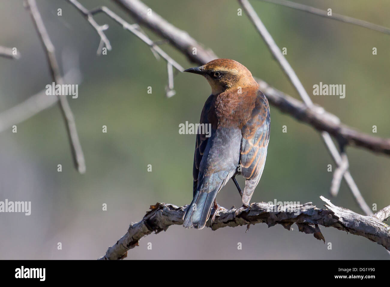 Rusty blackbird hi-res stock photography and images - Alamy
