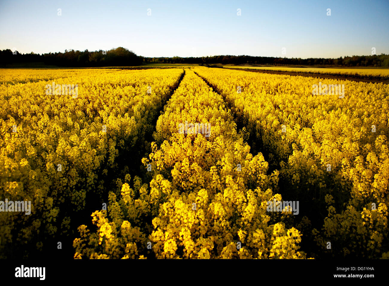 Field of Yellow Rapeseed, Sweden Stock Photo - Alamy