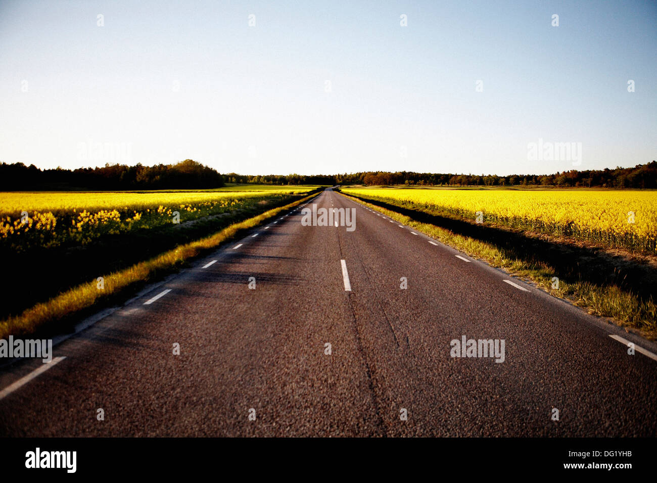 Road Through Yellow Rapeseed Fields, Sweden Stock Photo - Alamy