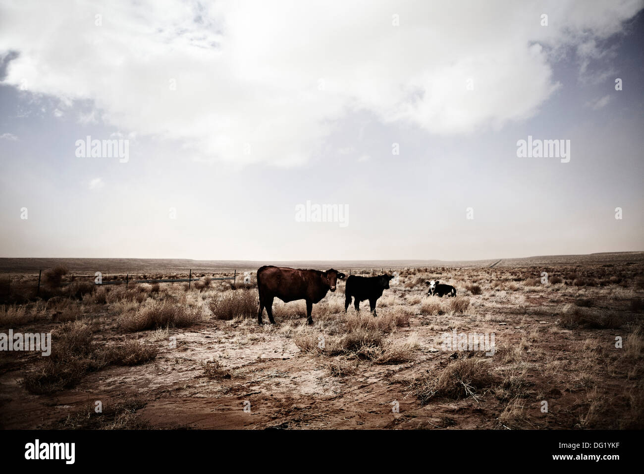 Cattle cows ranch arizona hi-res stock photography and images - Alamy