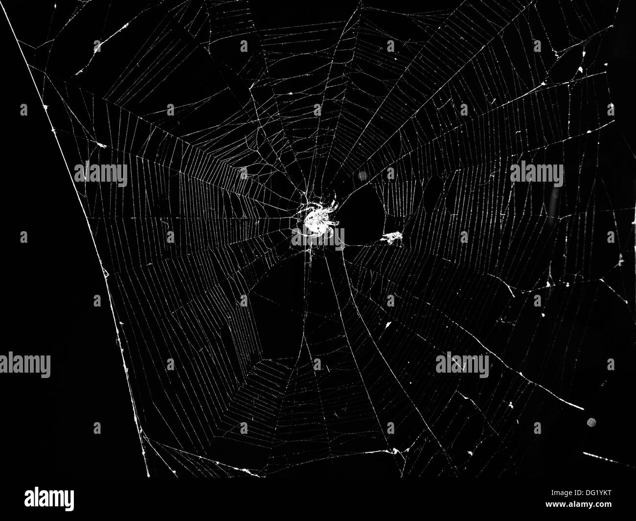 Spider in Web at Night Stock Photo - Alamy