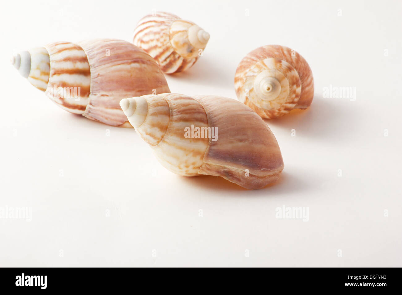 Seashell on white background Stock Photo - Alamy