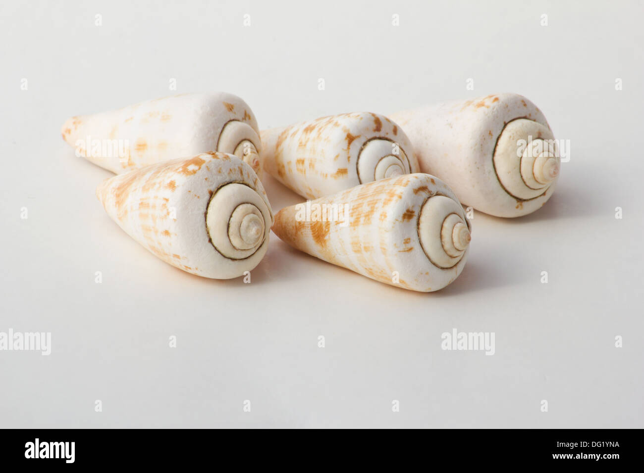 Seashell on white background Stock Photo - Alamy