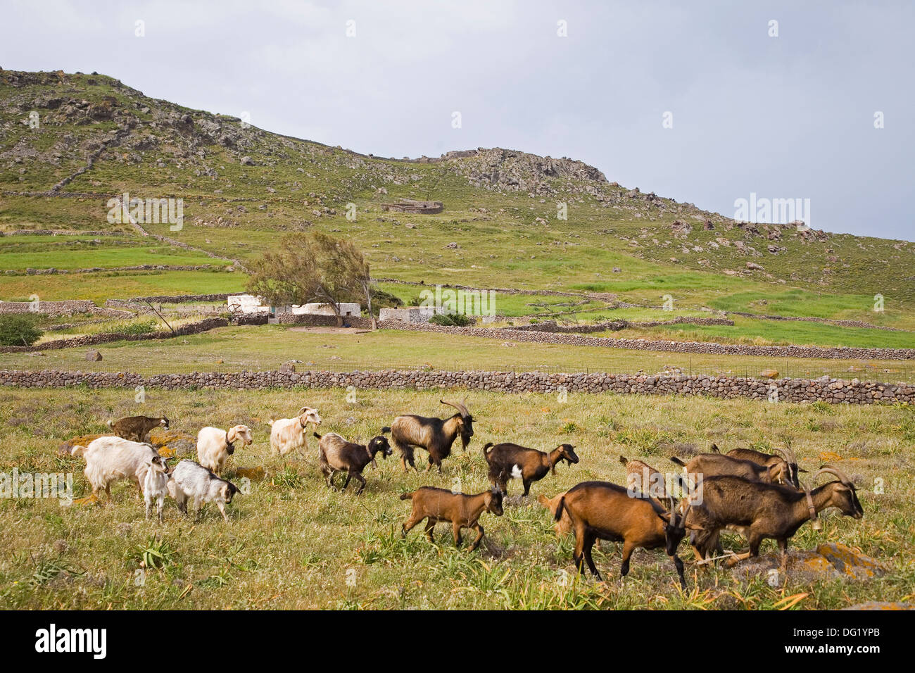 europe, greece, dodecanese, patmos island, goats Stock Photo - Alamy