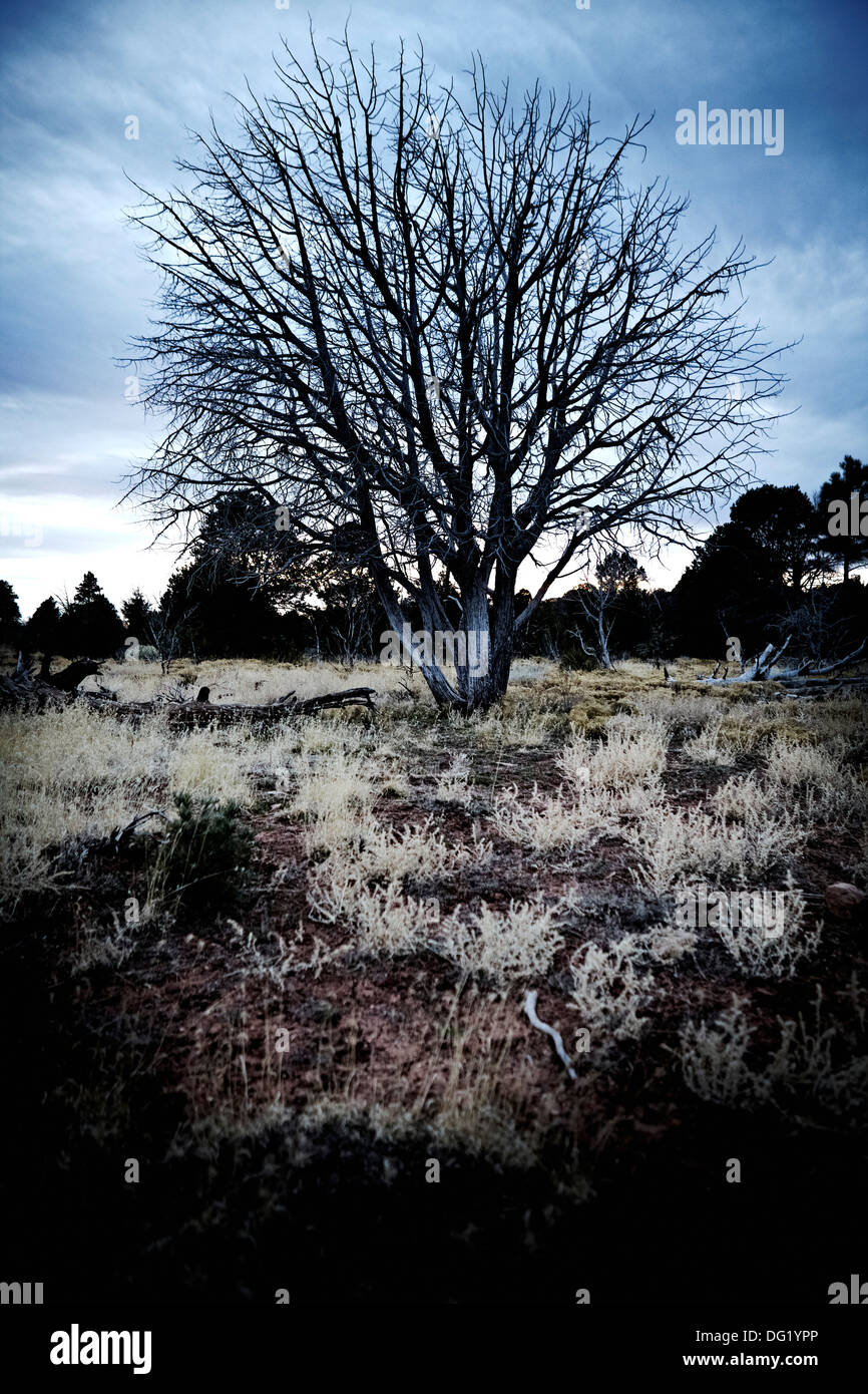 Dead tree in desert hi-res stock photography and images - Alamy
