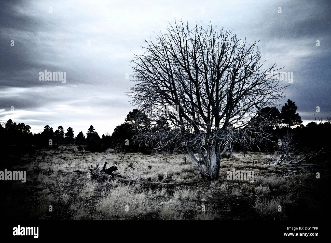 Desert Tree Silhouette High Resolution Stock Photography and Images - Alamy