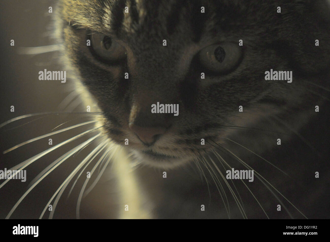 Animal face hi-res stock photography and images - Alamy