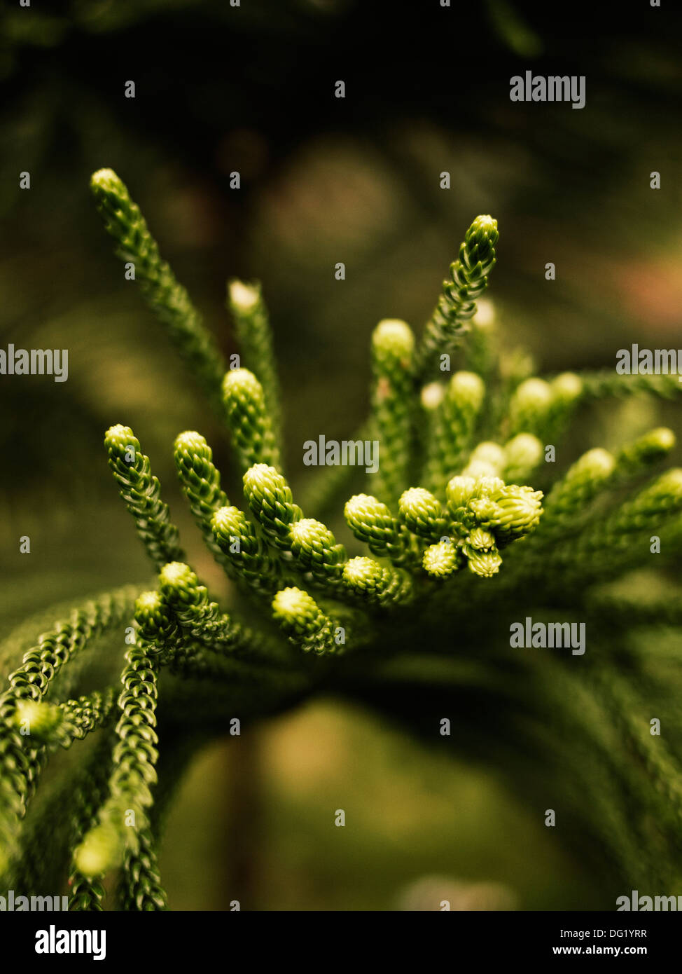 Conifer plant hi-res stock photography and images - Alamy