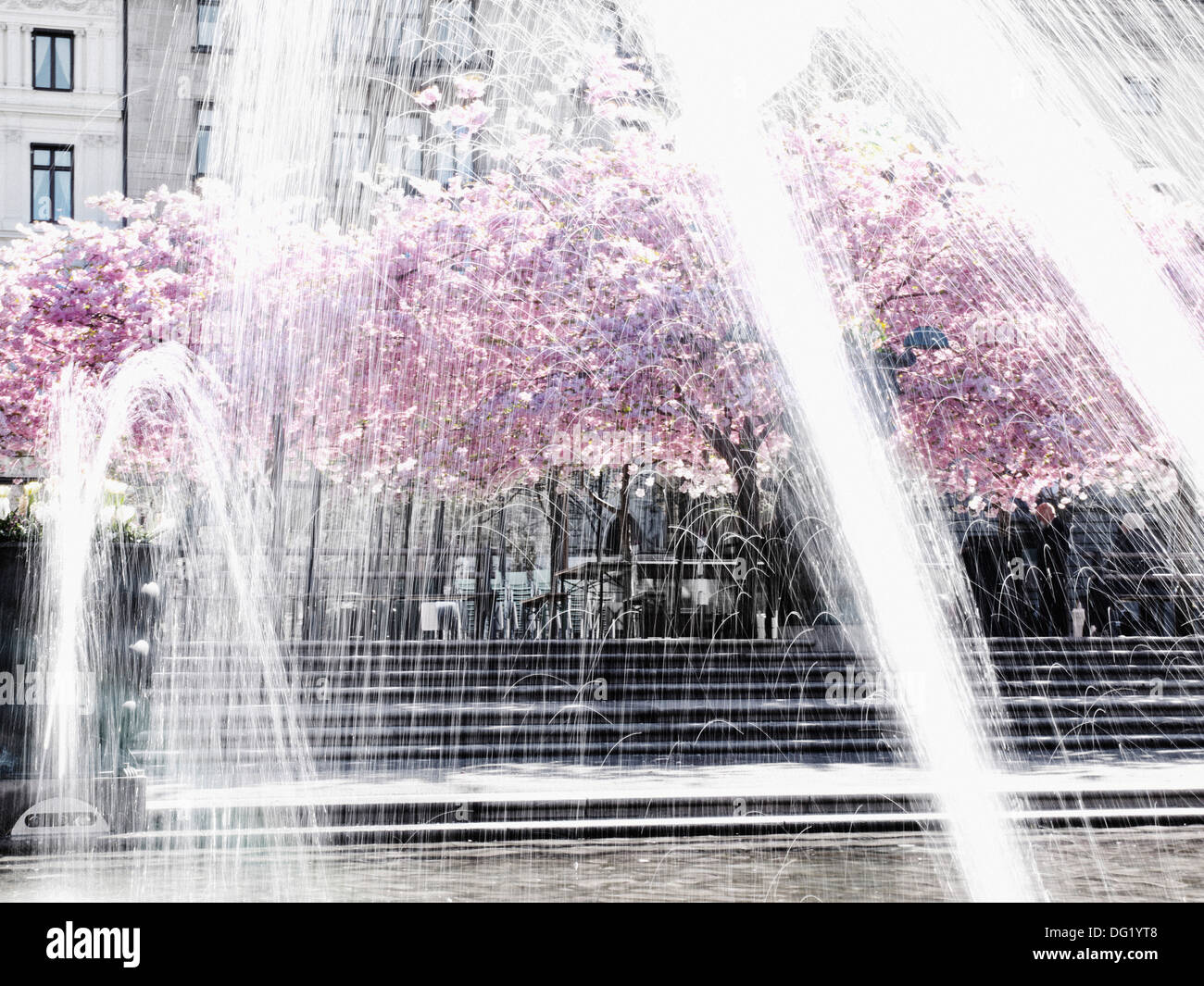 Fountains Spraying Water Near Blossoming Cherry Trees in Urban Park ...