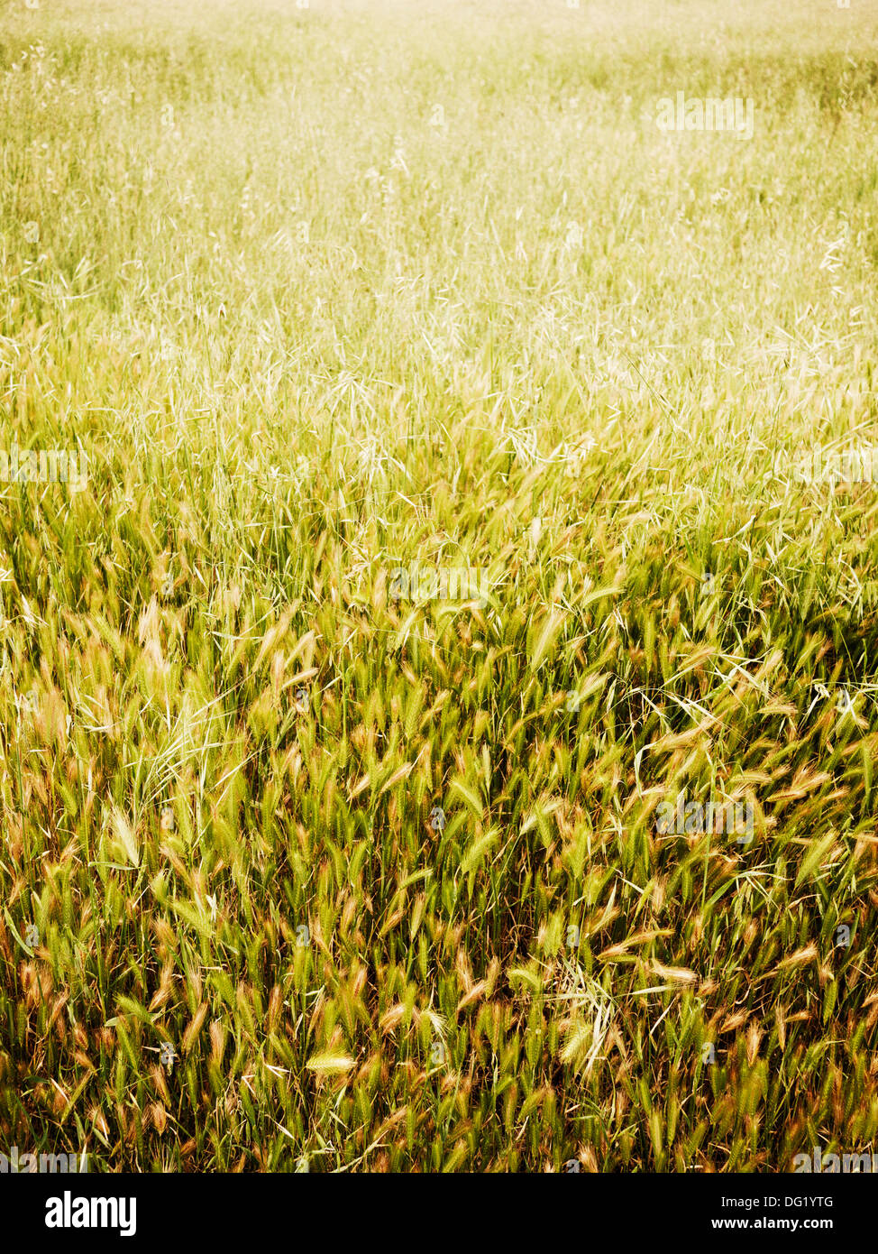 Wheat Field, Close Up, High Angle View Stock Photo - Alamy