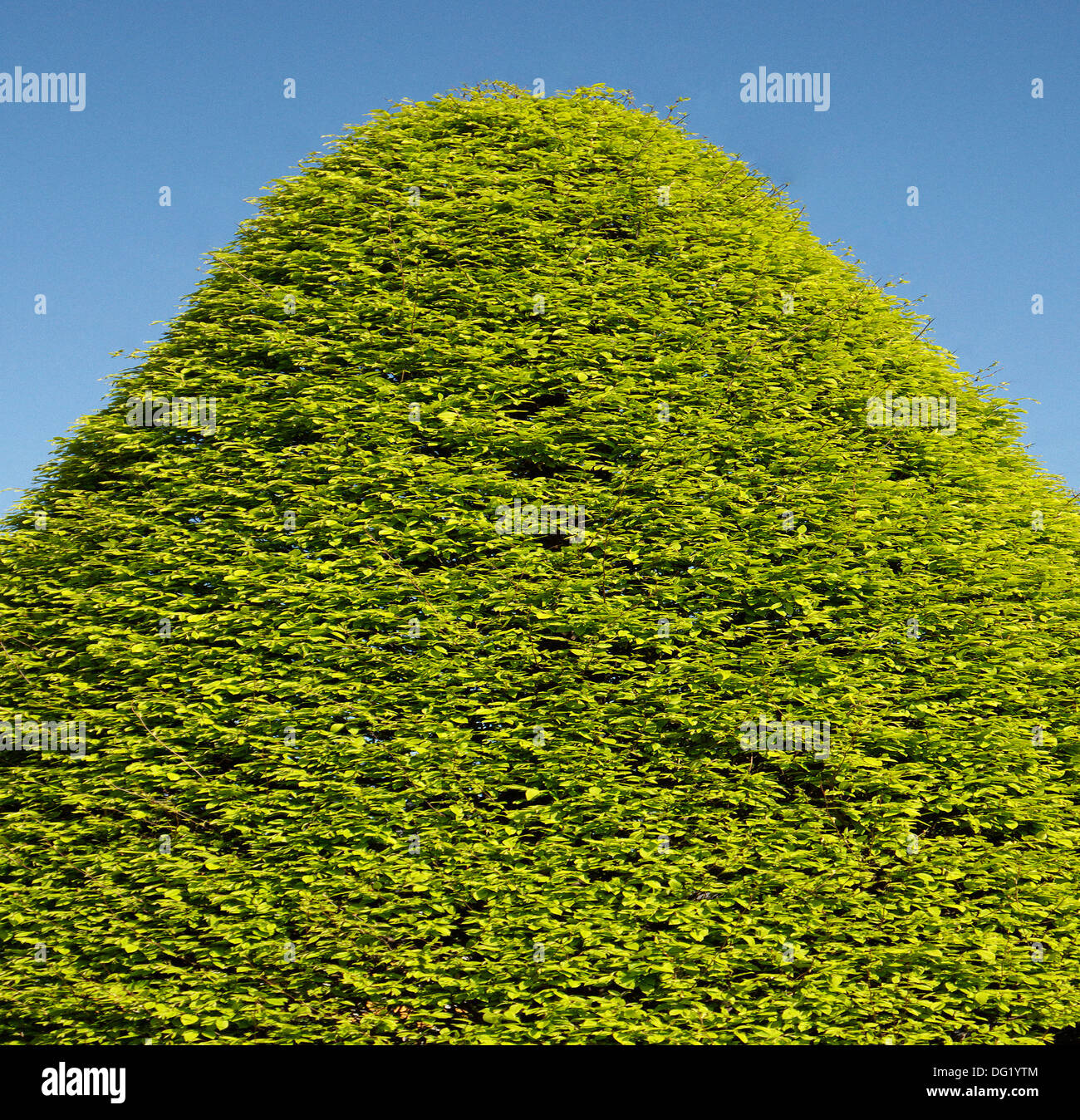 Sculpted leaves hi-res stock photography and images - Alamy