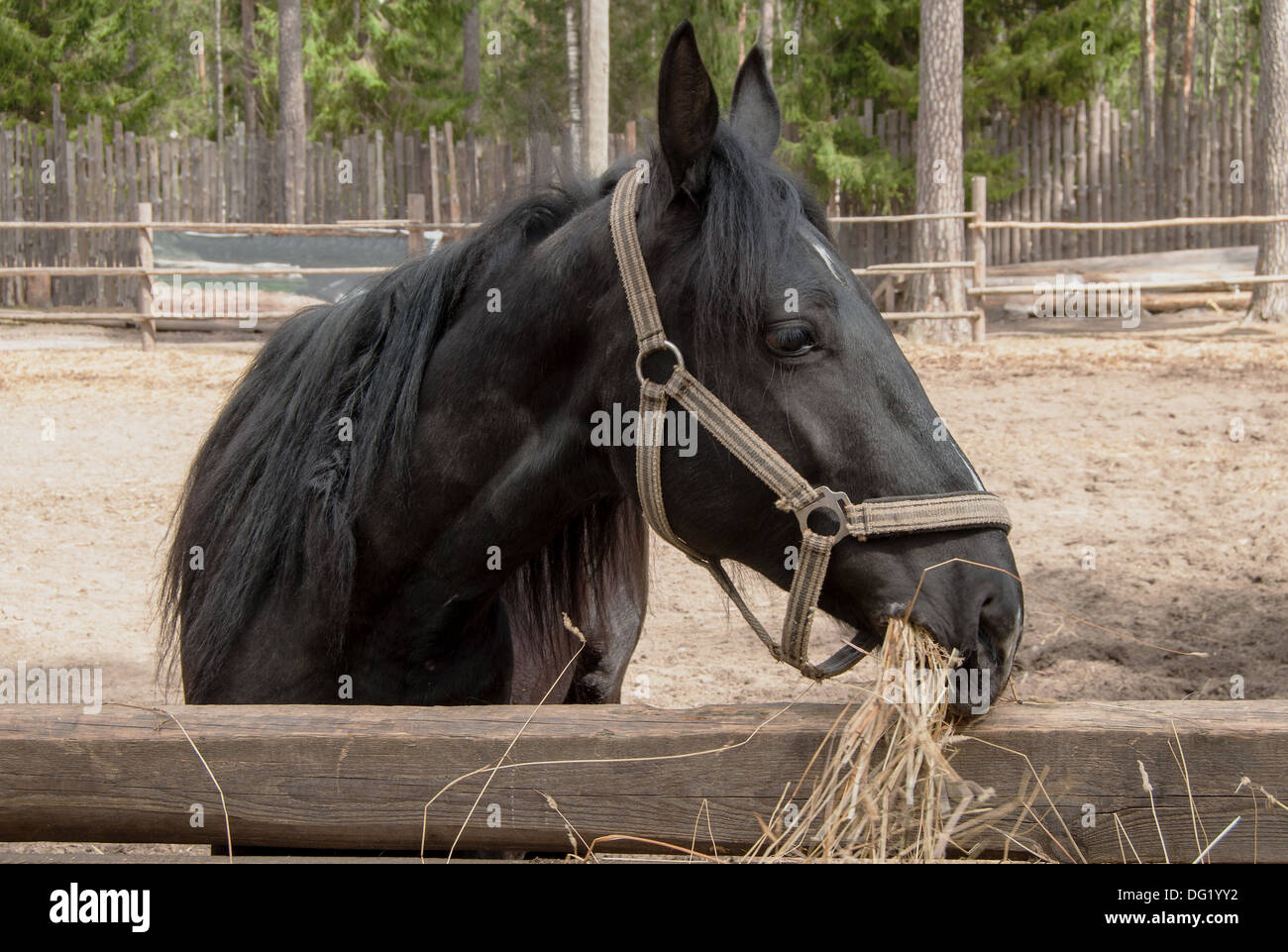 portrait of the black horse standing and eating silage Stock Photo - Alamy
