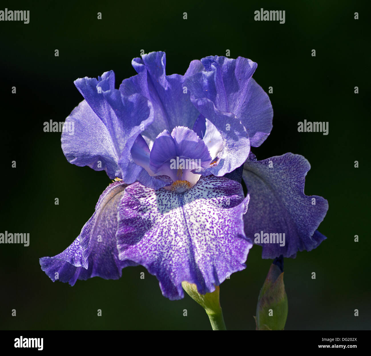 Dark blue flower hi-res stock photography and images - Alamy