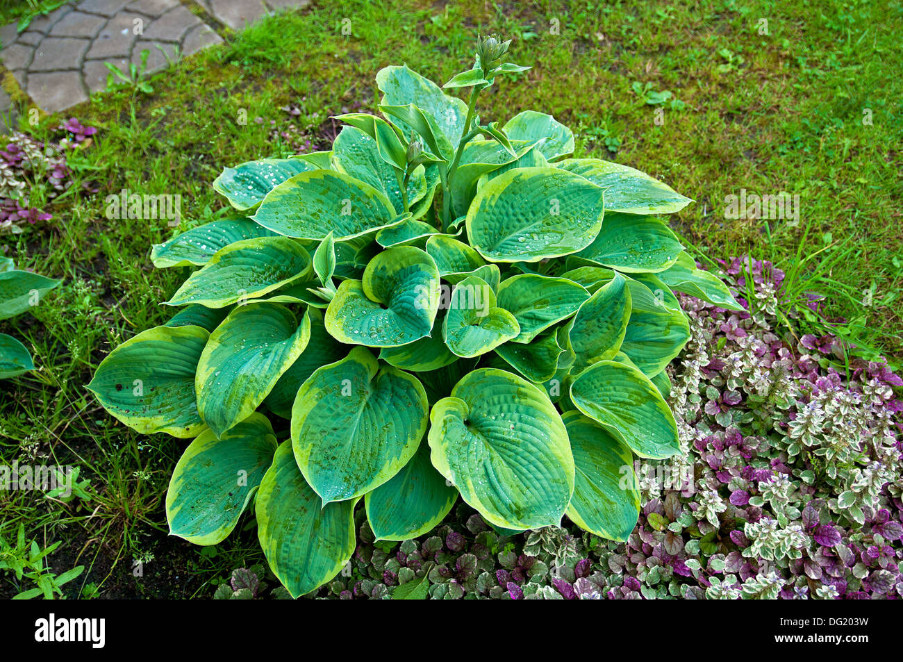 hosta with blue and yellow leaves Stock Photo - Alamy