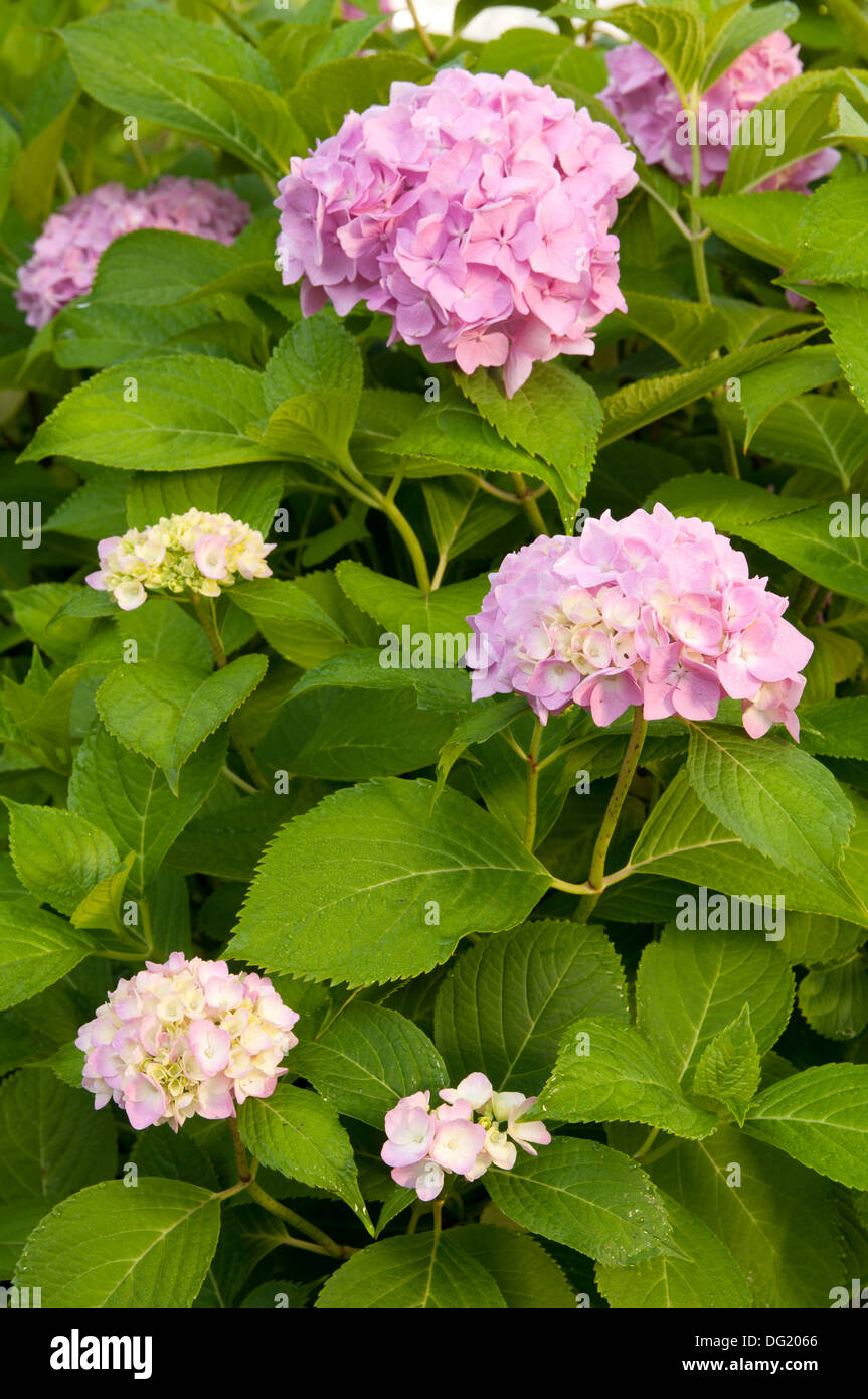 pink hydrangea plant Stock Photo - Alamy