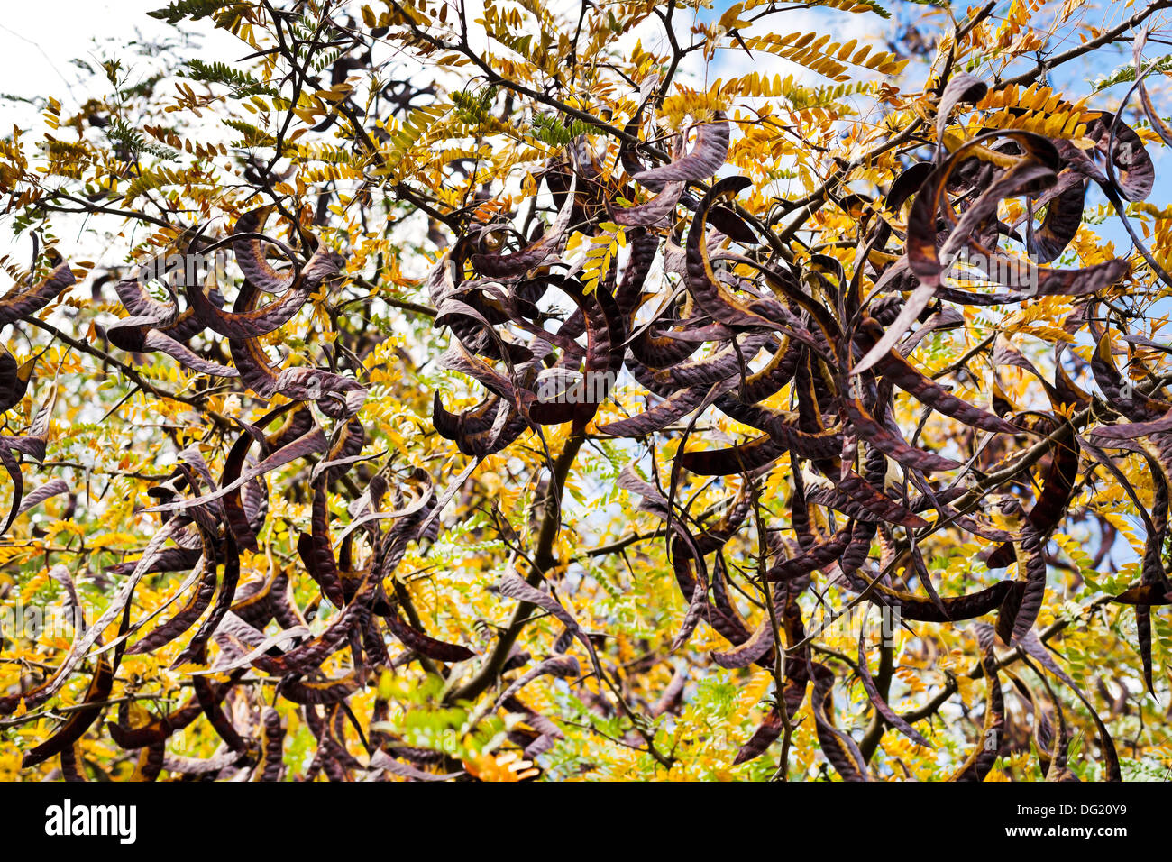 Seed pods acacia tree hi-res stock photography and images - Alamy