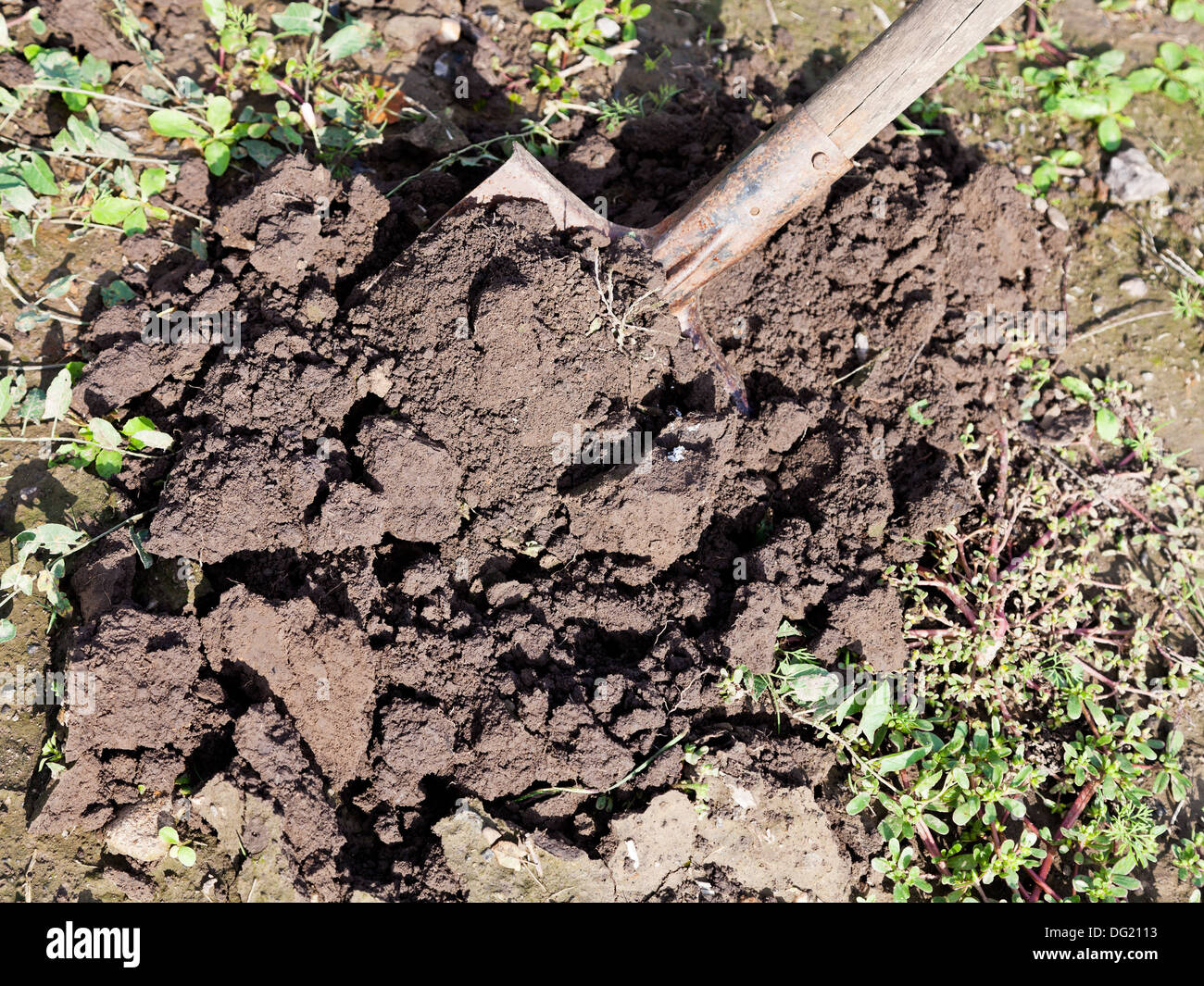 digging up garden with spade Stock Photo - Alamy