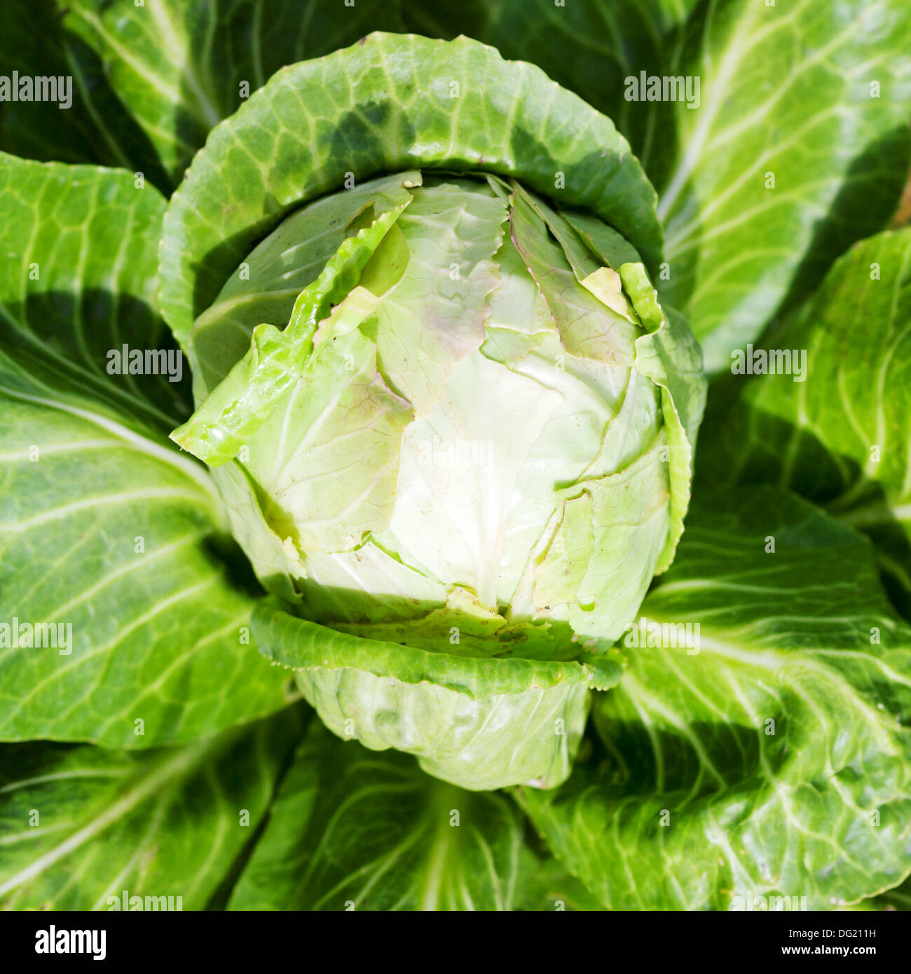 Top view head cabbage hi-res stock photography and images - Alamy