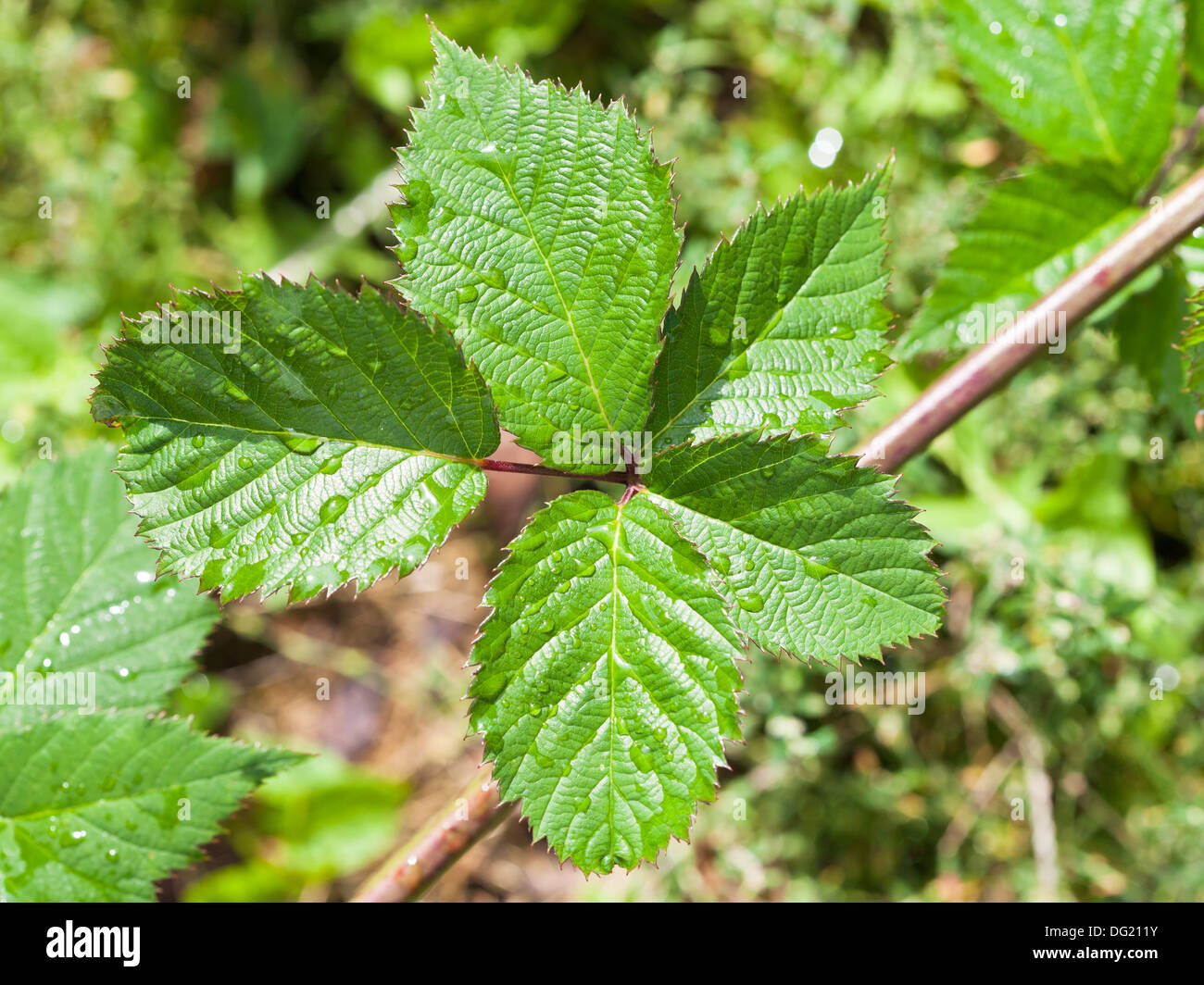Bush after rain hi-res stock photography and images - Alamy