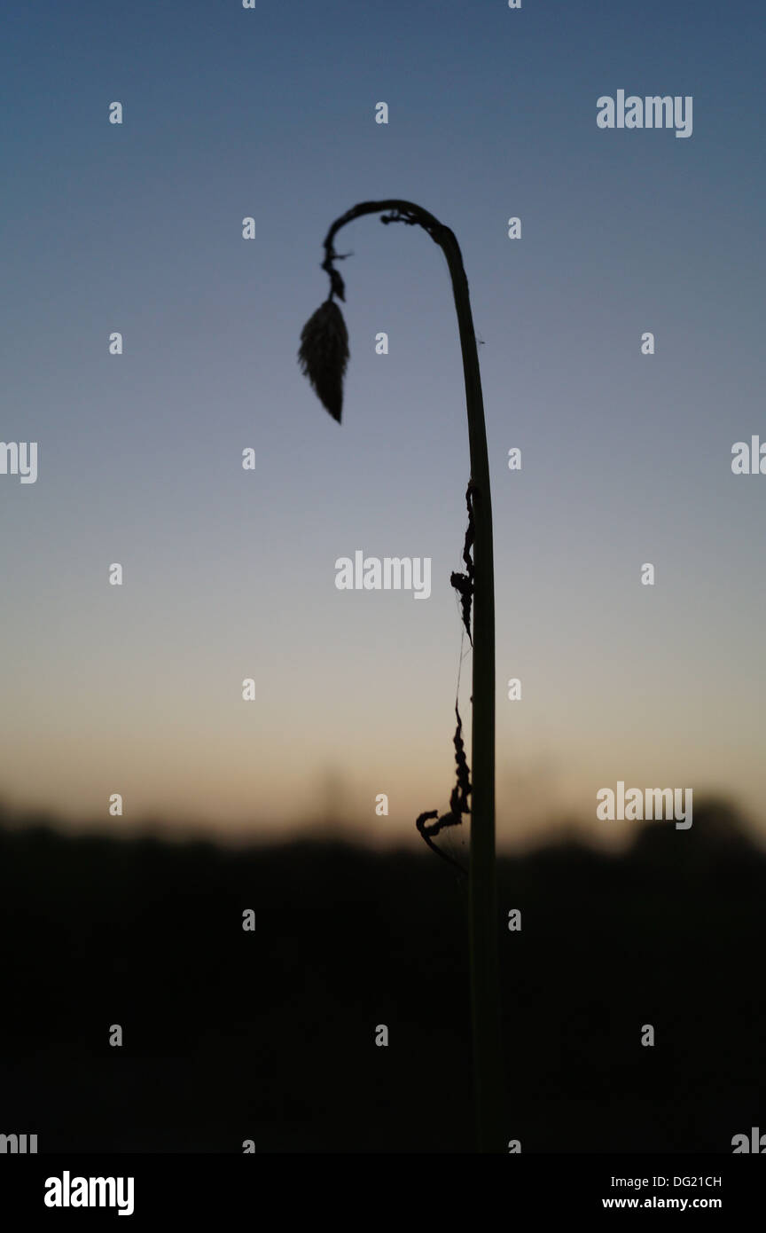 a single object at an evening Stock Photo - Alamy