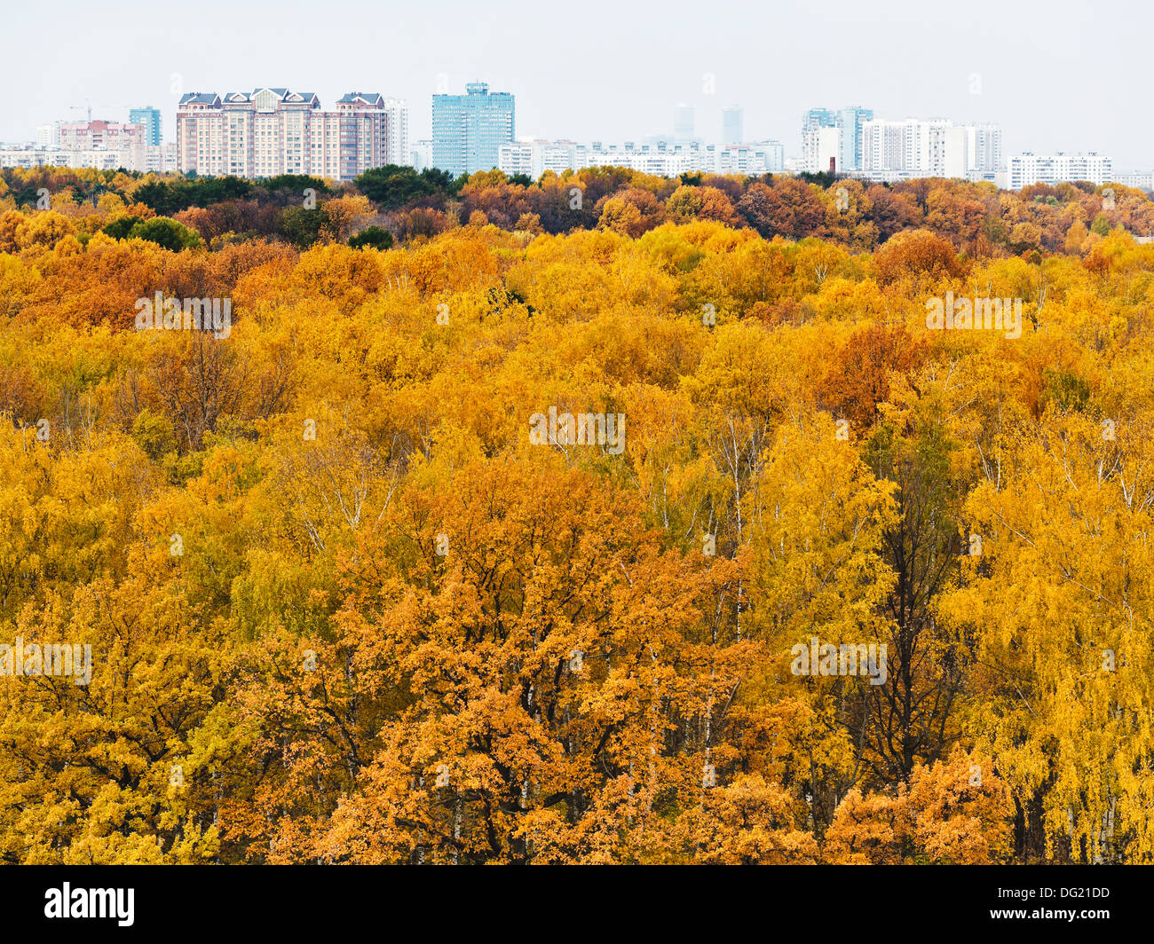 Forest horizon skyline hi-res stock photography and images - Alamy