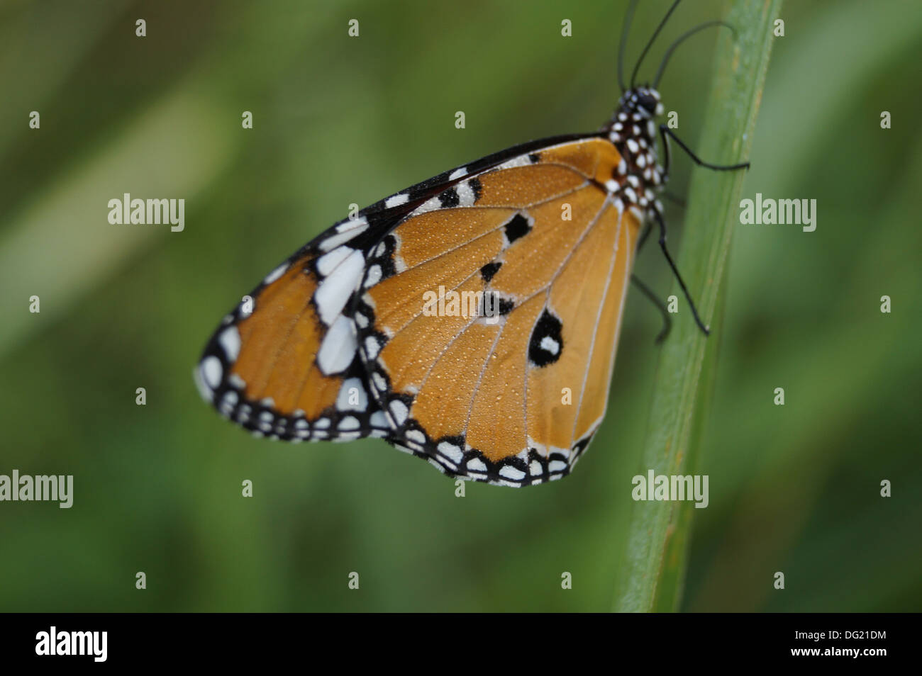 Stand butterfly hi-res stock photography and images - Alamy