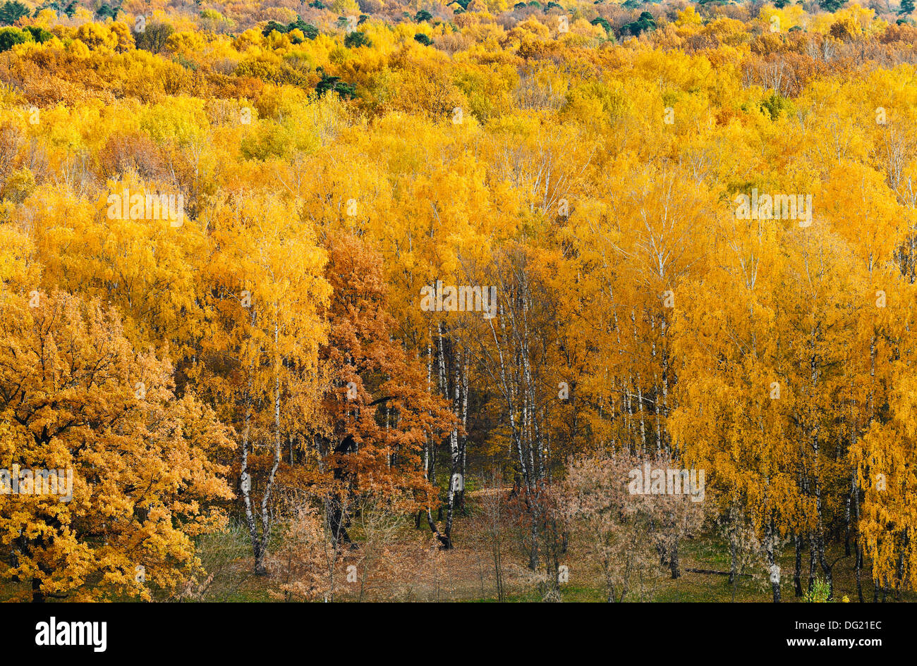 Fringe forest hi-res stock photography and images - Alamy