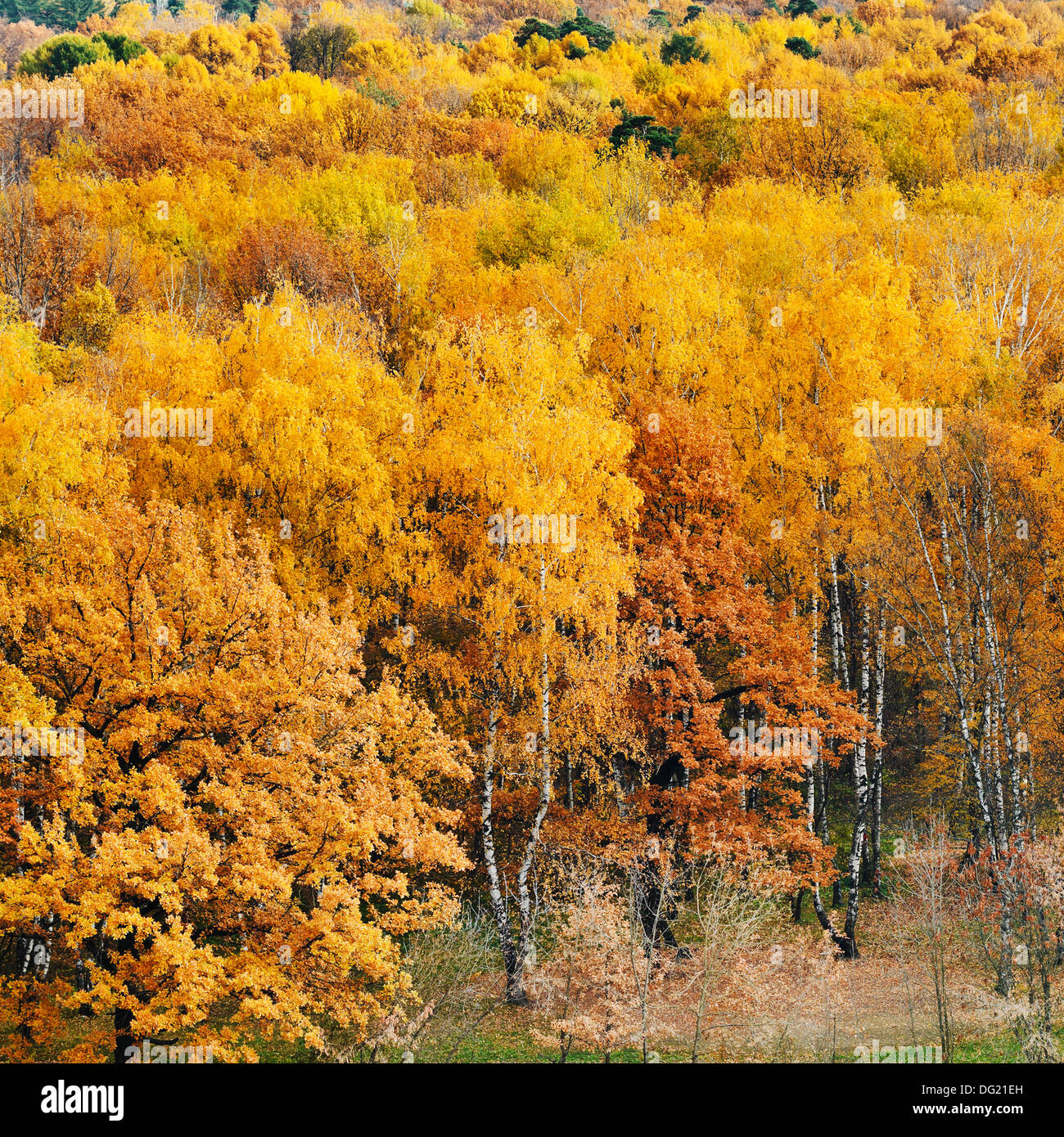 Above view oak birch hi-res stock photography and images - Alamy