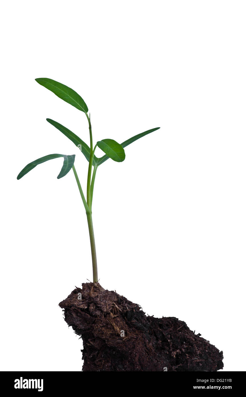 seedling plant on white background isolated Stock Photo - Alamy