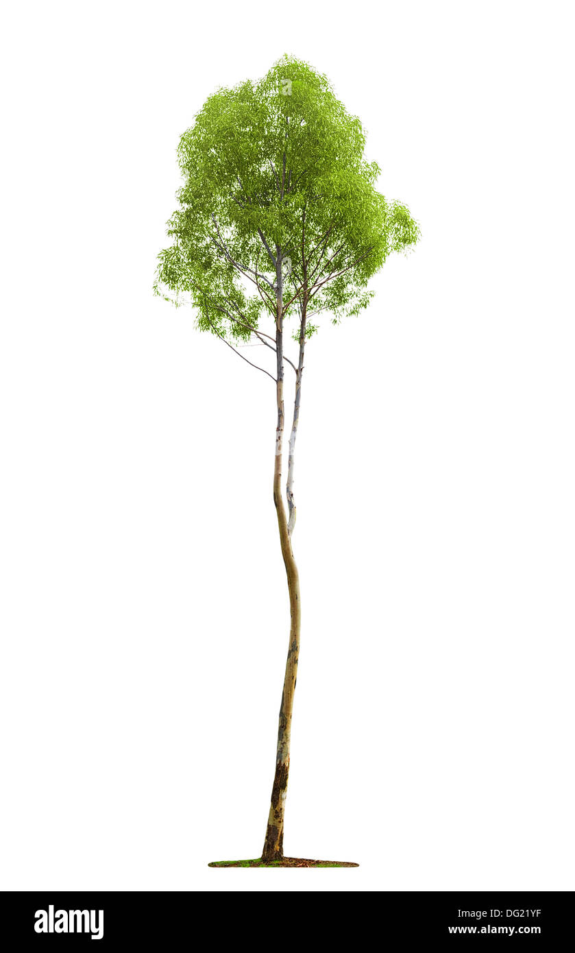 Green beautiful and tall tree isolated on white background Stock Photo ...