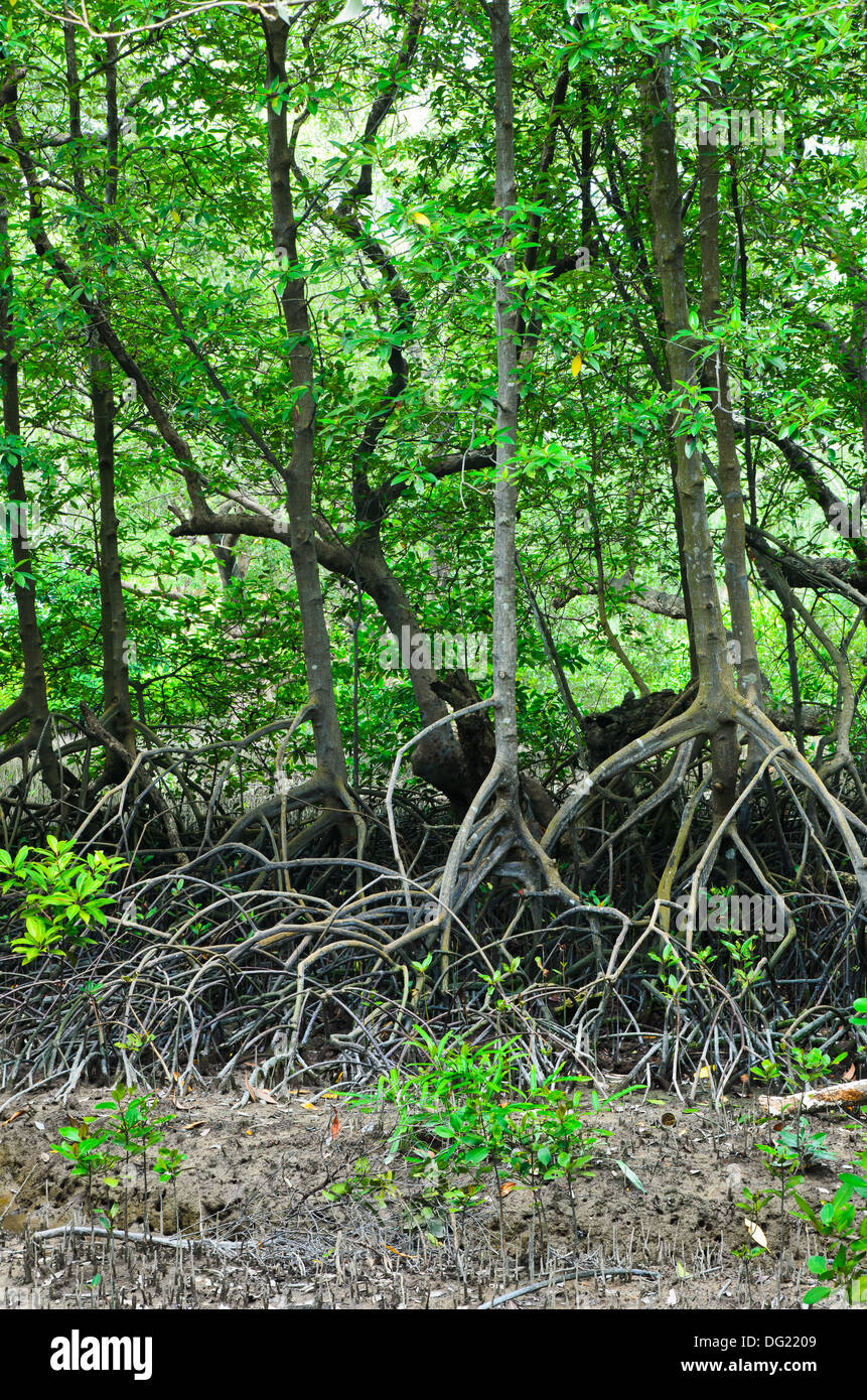Mangrove ecosystems hi-res stock photography and images - Alamy