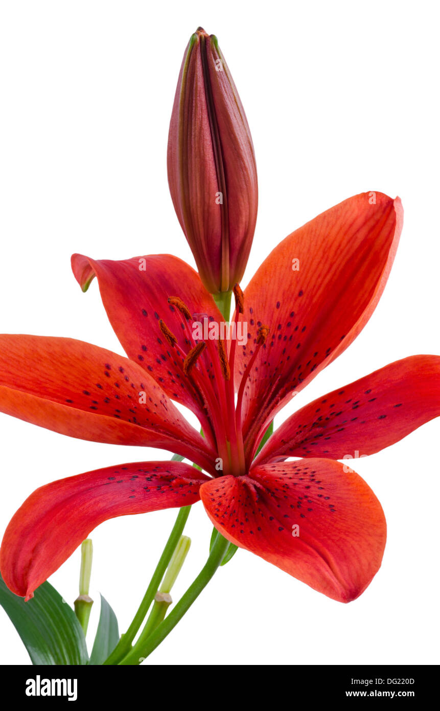 red lily flower isolated Stock Photo - Alamy