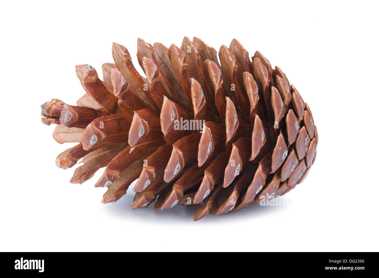 Big cone hi-res stock photography and images - Alamy