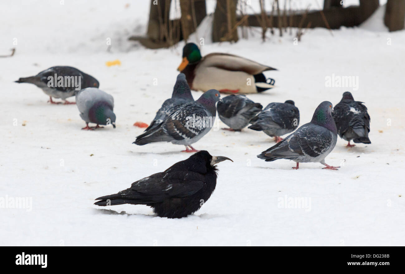 three species of birds feasting together peacefully on snow Stock Photo ...