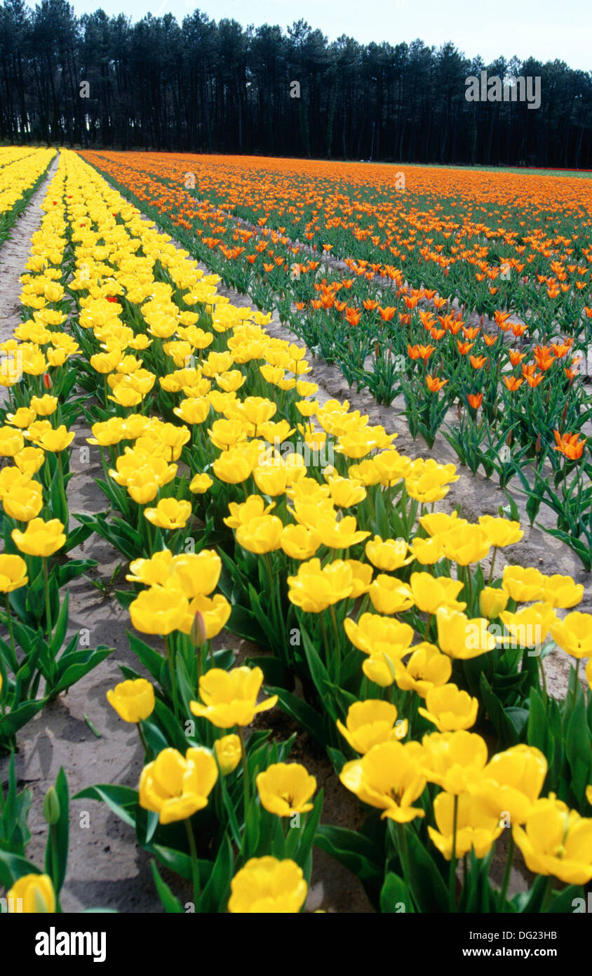Two coloured tulips hi-res stock photography and images - Alamy