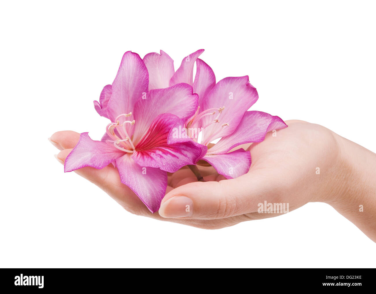 image of beautiful female hand with flower isolated on white Stock ...
