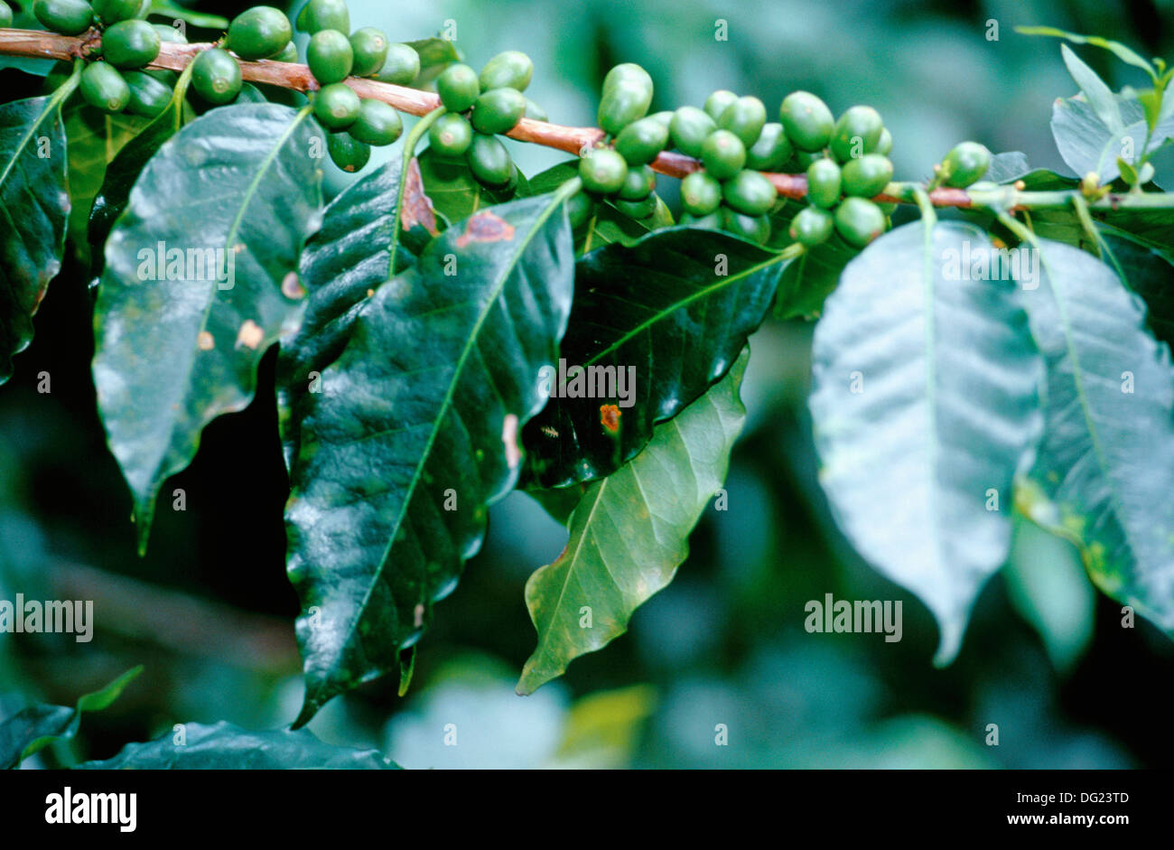 Coffee plant colombia detail hi-res stock photography and images - Alamy